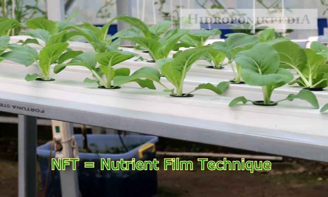 Macam-macam Hidroponik Sederhana, Bisa Bertani di Rumah!