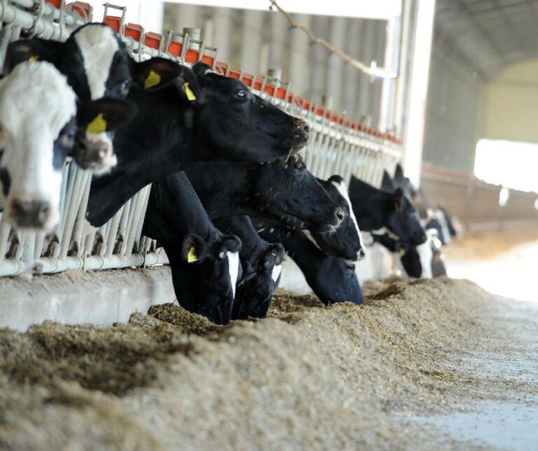 7 Peternakan Sapi Terbesar di Dunia | Sediksi.com