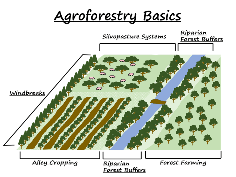 Sistem Pertanian Agroforestry: Konsep dan Manfaatnya Bagi Lingkungan