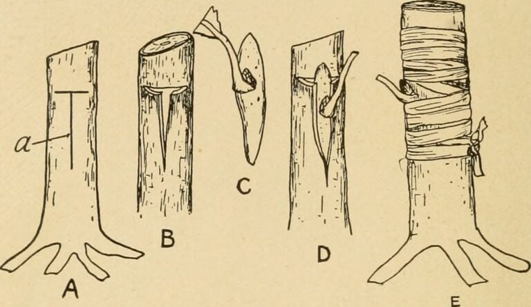 3 Macam Metode Grafting Agar Tanaman Tumbuh Lebih Baik!