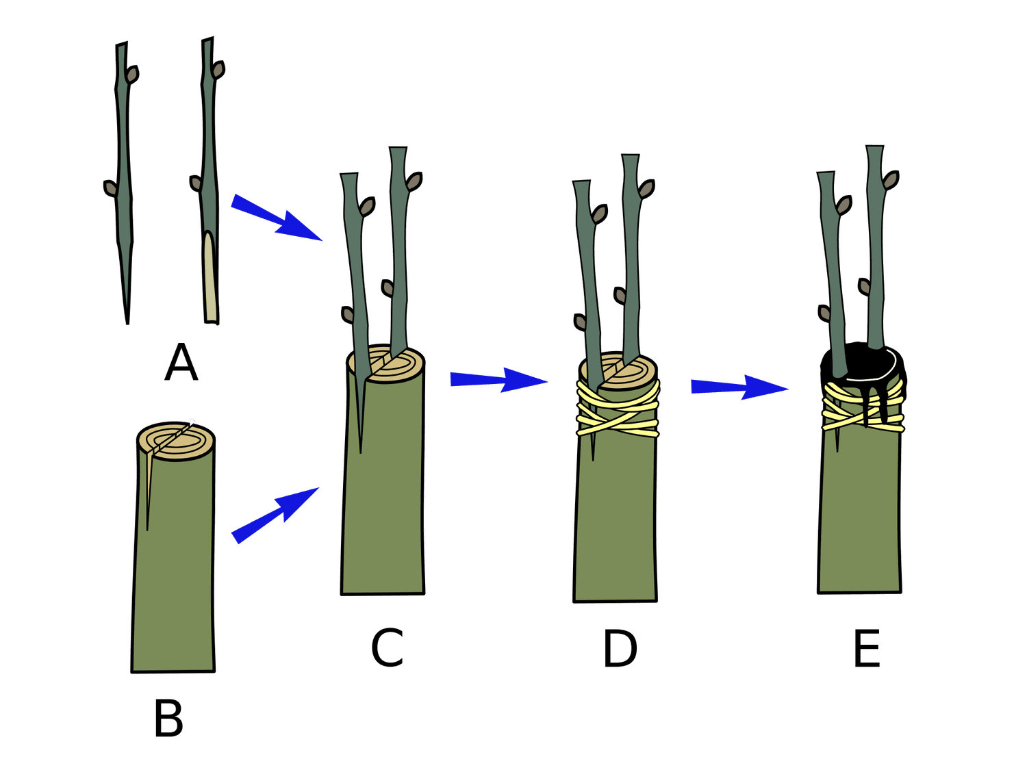 Apa Itu Grafting Tanaman, dan Cara Melakukannya dengan Mudah