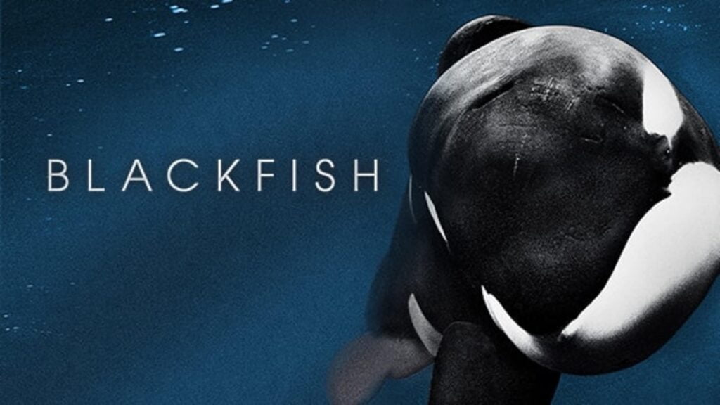 Blackfish Documentary (2013): Sisi Gelap Pertunjukan Paus