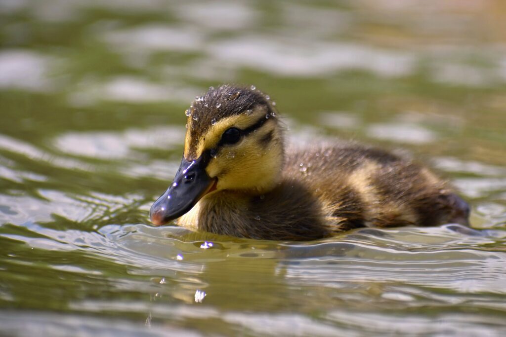 Duck Syndrome: Pengertian, Jenis, dan Cara Mengatasinya