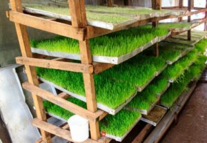 Hidroponik Fodder: Pakan yang Bergizi dan Praktis untuk Ternak