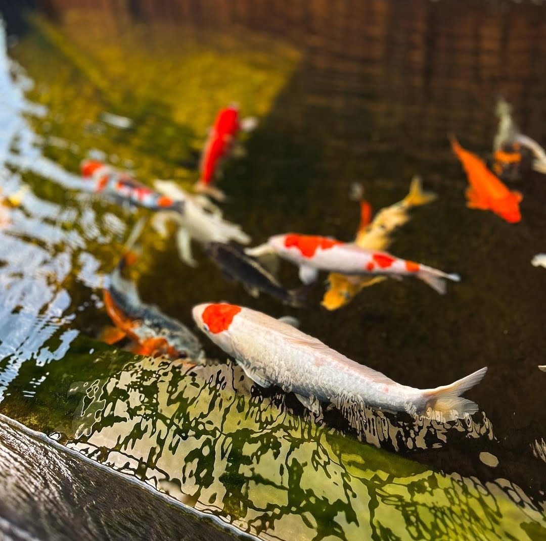 5 Tempat Makan di Batu yang Ada Kolam Ikan, Bikin Tambah Adem!