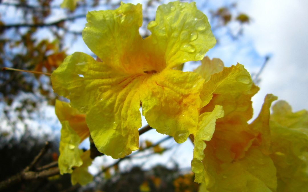 8 Fakta Unik Bunga Tabebuya yang Cantik Bak Sakura