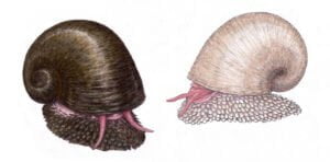 Mengenal Volcano Snail: Gastropoda Terberat dari Laut Dalam