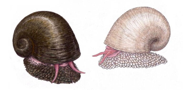 Mengenal Volcano Snail: Gastropoda Terberat dari Laut Dalam