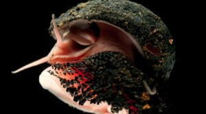 Mengenal Volcano Snail: Gastropoda Terberat dari Laut Dalam