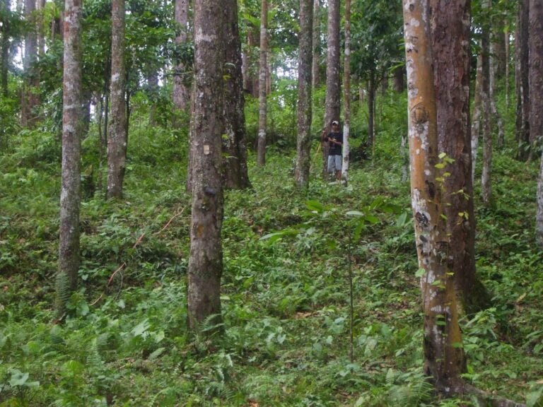 Sistem Pertanian Repong Damar: Lestari yang Menyerupai Hutan