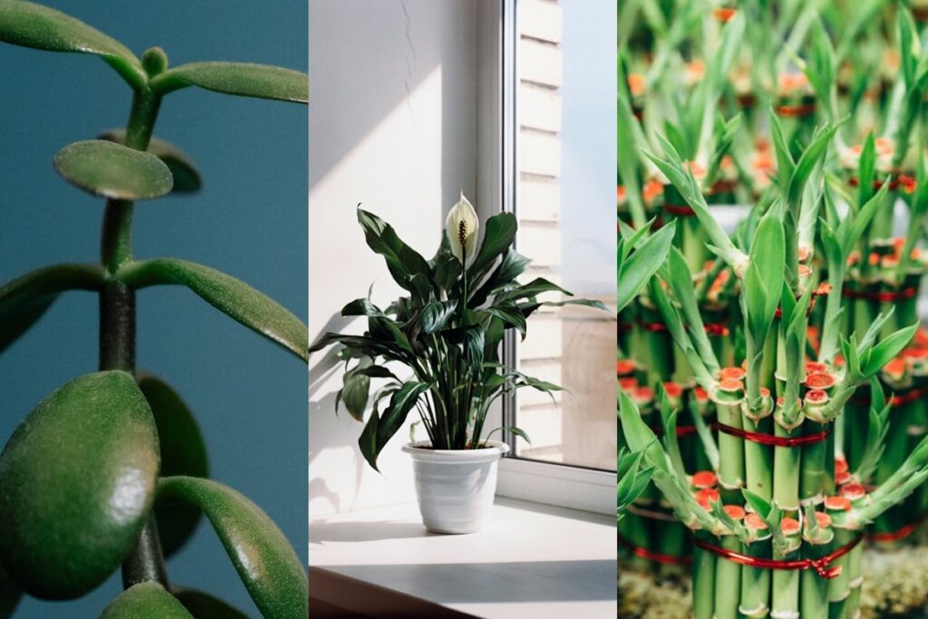 7 Tanaman Hias untuk Meja Kerja Agar Lebih Cantik dan Segar | Sediksi.com