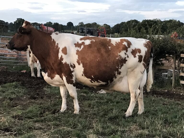 5 Jenis Sapi Perah Terbaik, Bisa Hasilkan 3.000 Liter!